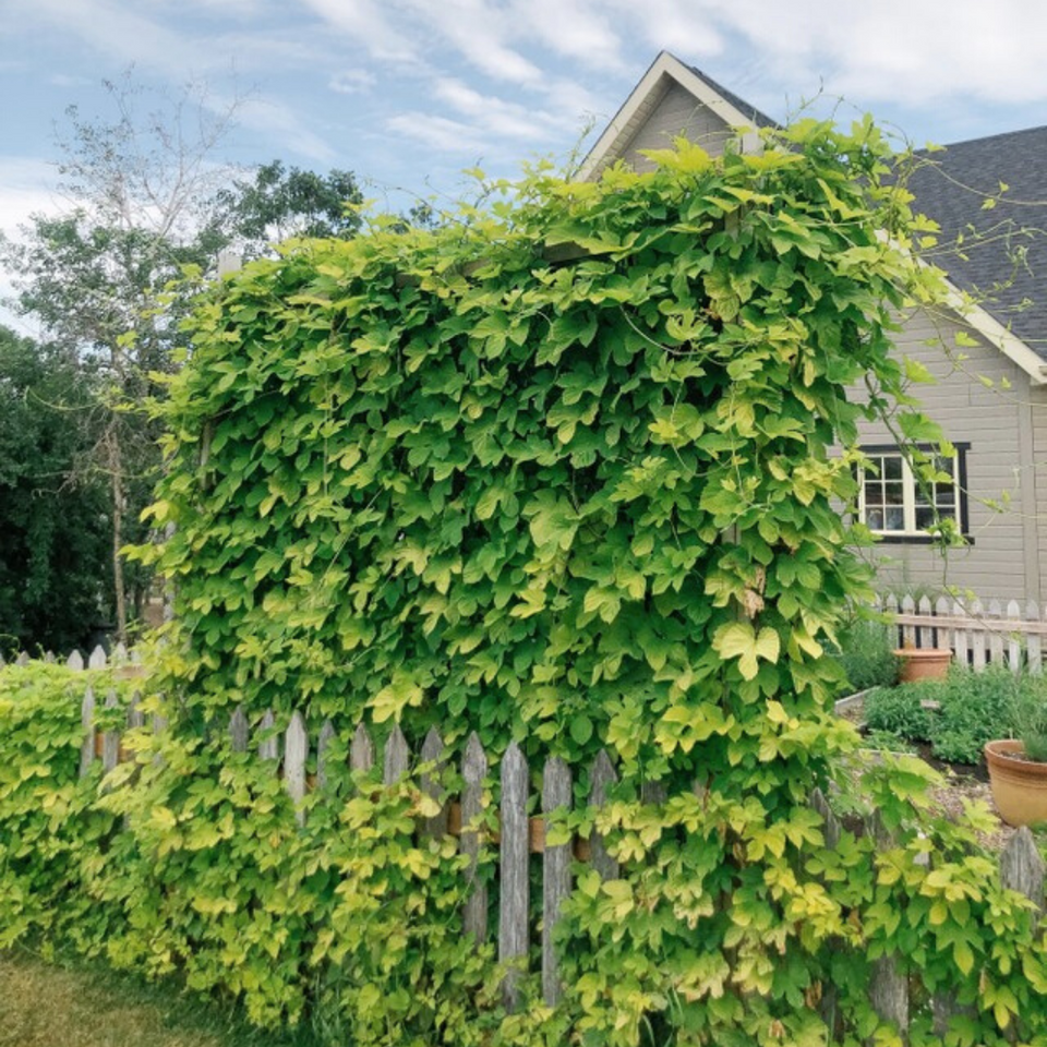 Photo Opportunities– Pineridge Hollow