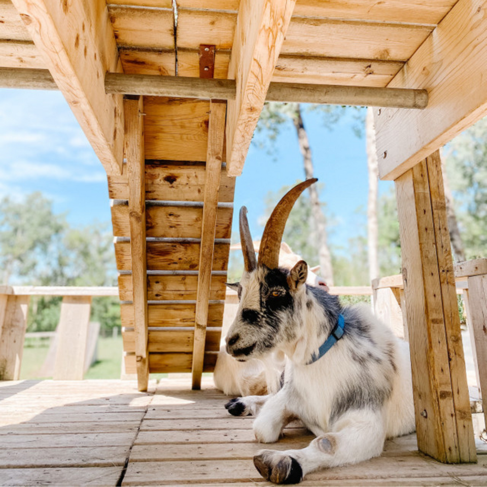 Petting Farm– Pineridge Hollow